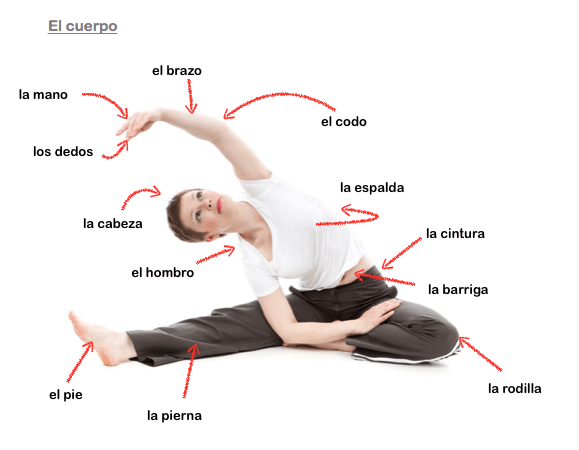 El vocabulario del cuerpo humano – ¡Fenomenal!